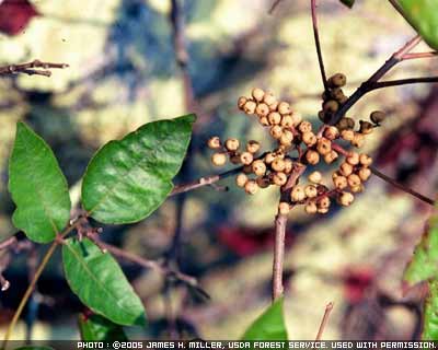 Poison ivy plant with berries - Mayo Clinic